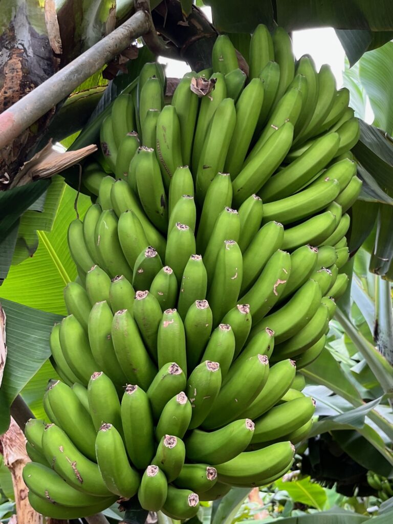 Plantacje bananów na Maderze | Fundacja Dla Dziedzictwa