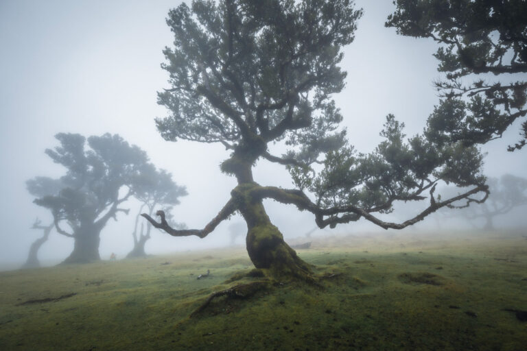 Posto Florestal Fanal – najstarszy las wawrzynowy na Maderze | Fundacja ...